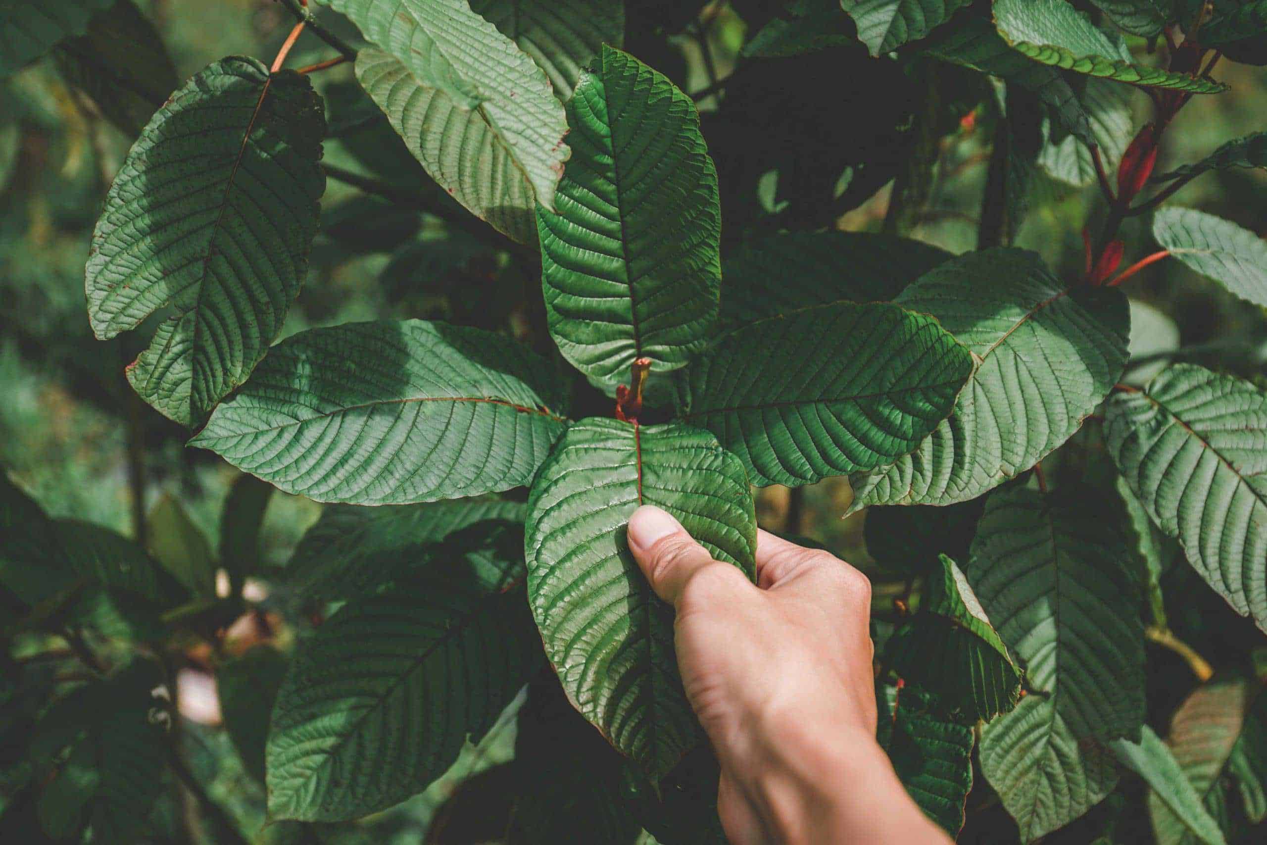 Everything You Need to Know About Kratom – Borneohale